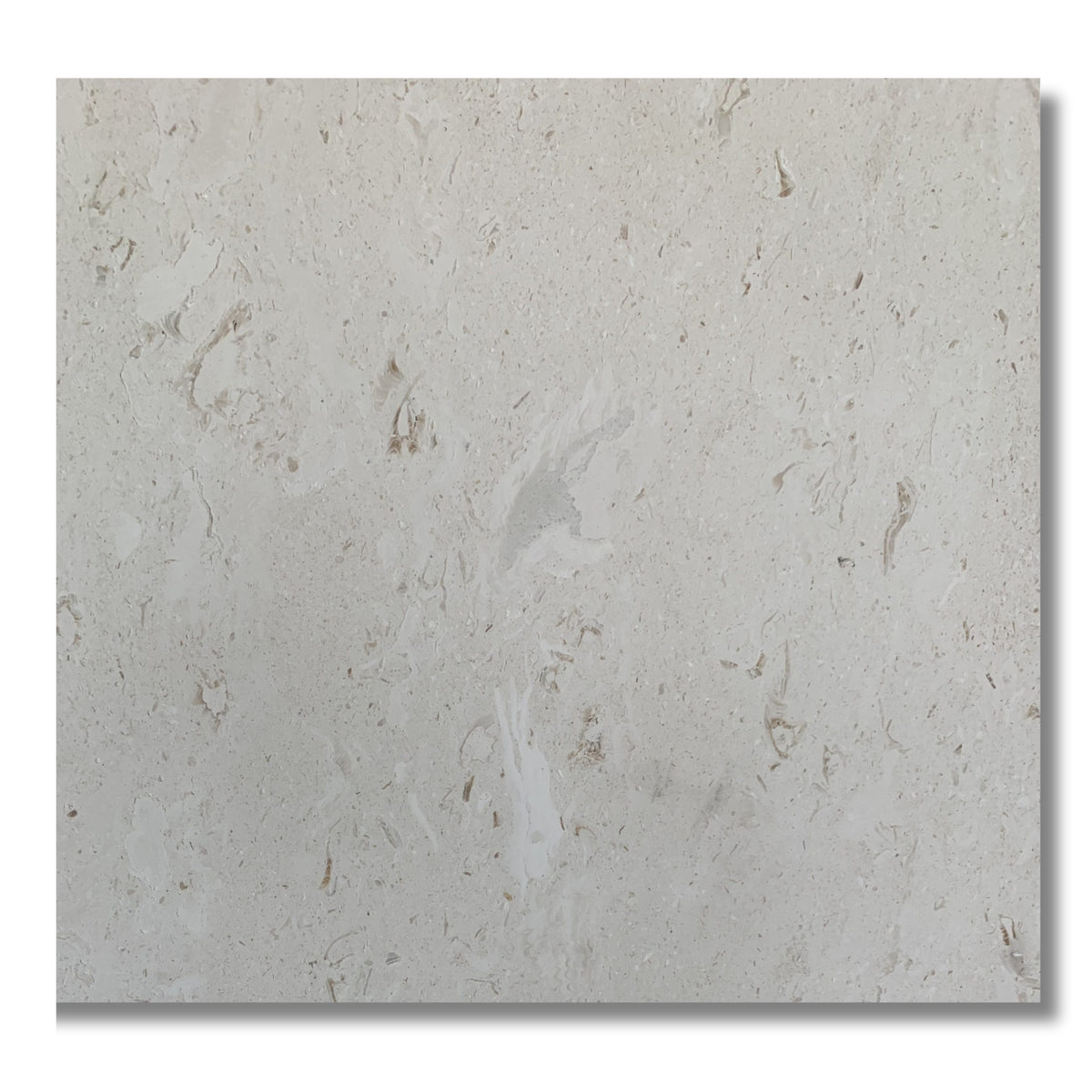 White Seashell Tile 24 x 24 Honed — Sinai Marble and Stone